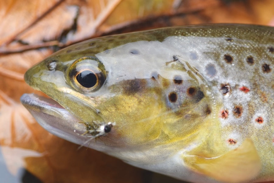 Autumn Fly Fishing – H Turrall & Co Ltd