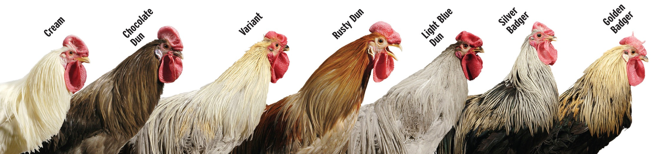 Metz - A guide to Feathers – H Turrall & Co Ltd