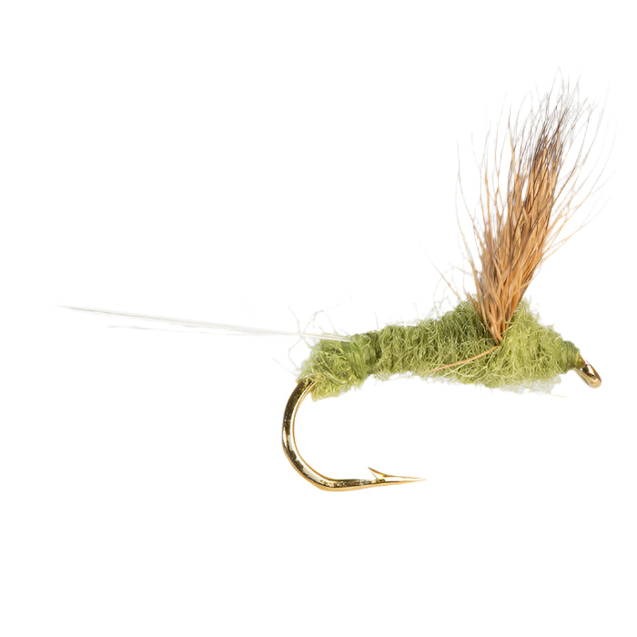 COMPARADUN OLIVE DRY WINGED – H Turrall & Co Ltd